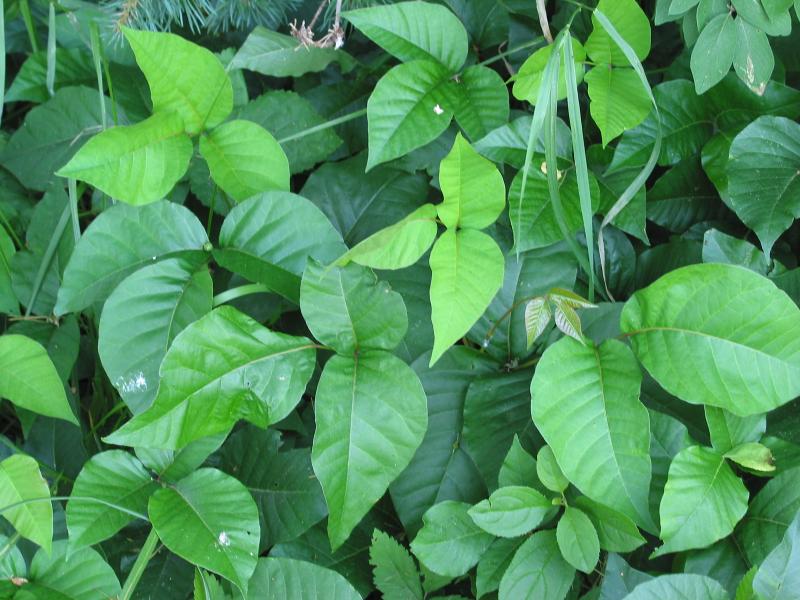 Poison Oak - Avoid Leaves of Three | OSHA Safety Manuals